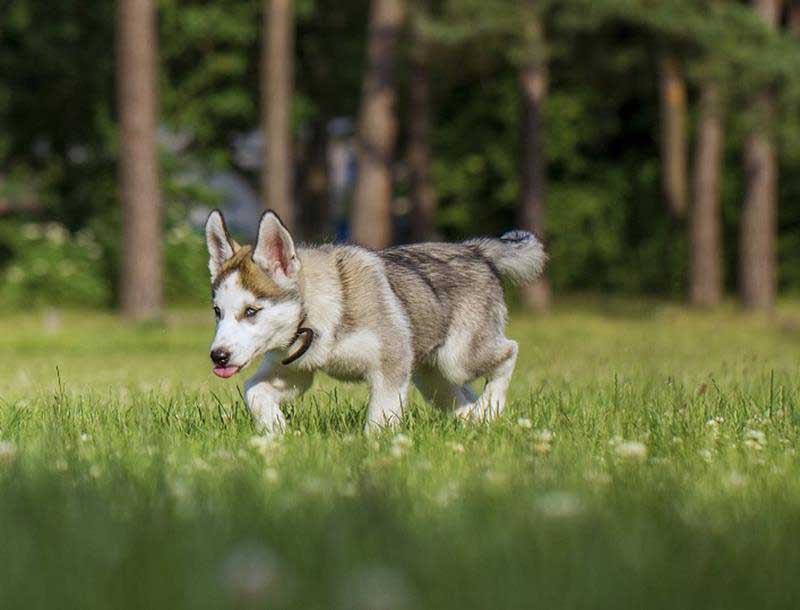The Spay Spot in Waldorf, MD | Last Chance Animal Rescue